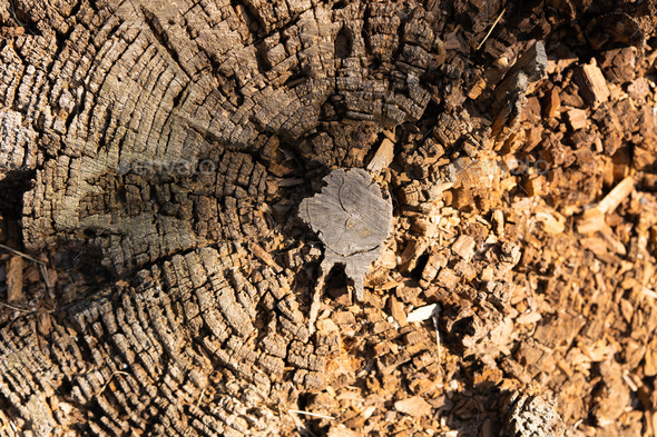 Tree rings old weathered wood texture with the cross section of a cut ...