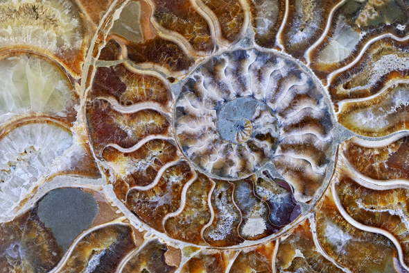 Petrified ammonite shell spiral pattern Stock Photo by sergeyskleznev