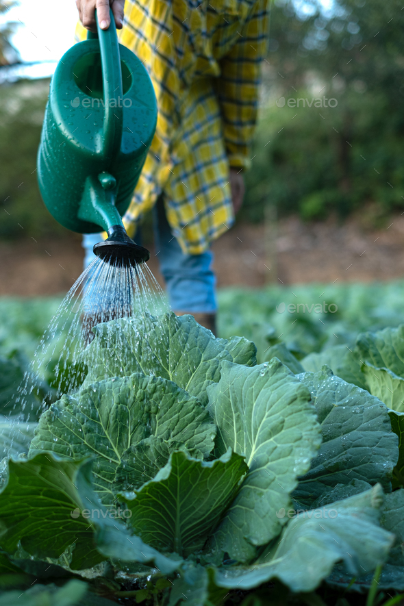 Farmer watering cabbage garden with water can Stock Photo by thichaa