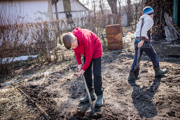 Two brothers of a farmer are digging a vegetable garden in the backyard ...
