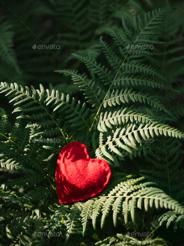 Red heart in the green leaves of a fern Stock Photo by Kotenko | PhotoDune