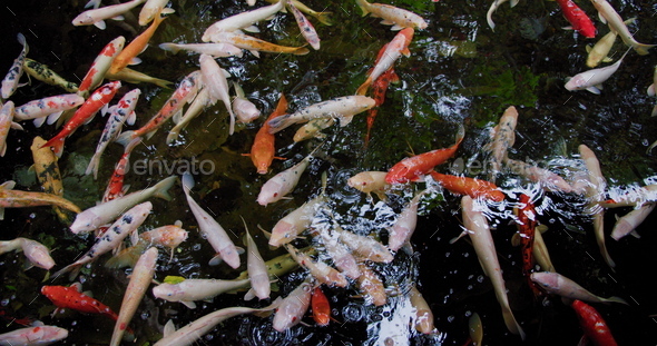 Koi fish, Cyprinus caprio, Cyprinus rubrofuscus swim with reflections ...