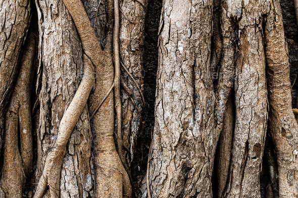 Wooden texture banyan tree Stock Photo by alisachikov | PhotoDune