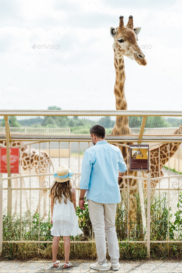 back view of father and daughter standing near fence and giraffe in zoo ...