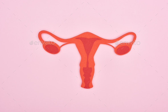 top view of red paper cut female reproductive internal organs on pink ...