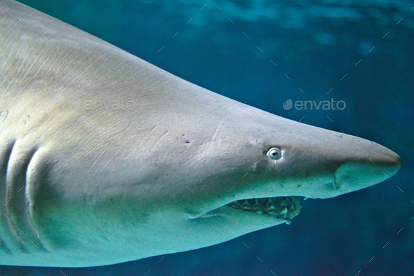 Closeup of a shark under the sea Stock Photo by wirestock | PhotoDune