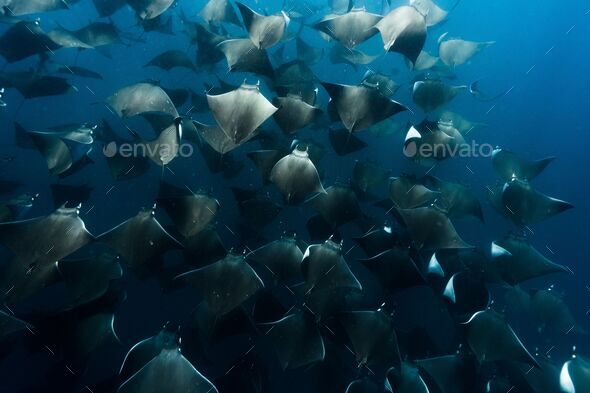 Cluster of giant devil rays (Mobula mobular) under the ocean Stock ...