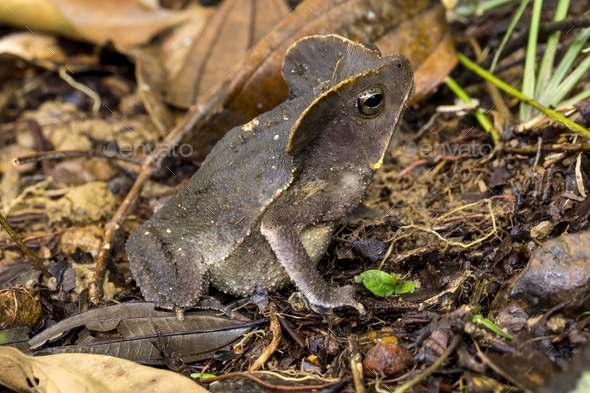 Leaf Toad