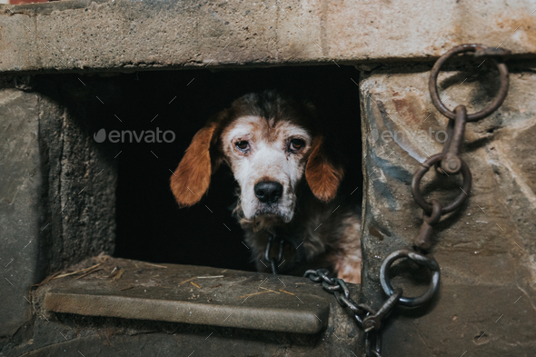 Closeup shot of poor dog chained under a tunnel - dog abused concept ...