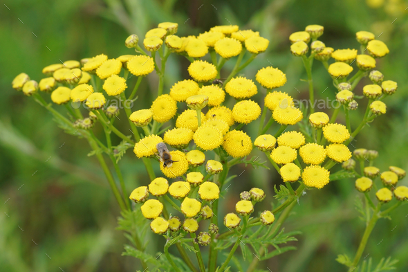 Yellow common dagwort , Tanacetum vulgare, flowers with a visiti Stock ...