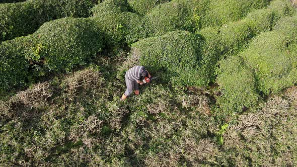 Tea Pruning, Stock Footage | VideoHive
