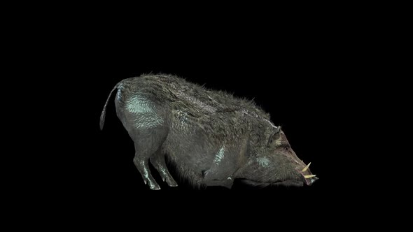 Boar Sit and Stand, Motion Graphics | VideoHive