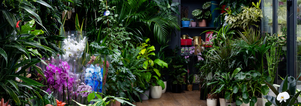 florist shop window with potted natural plants and fresh flowers Stock ...