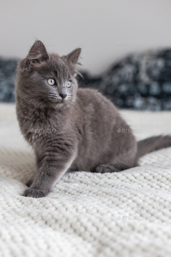 Cute gray inquisitive kitten sits on the bed in the bedroom. cute pets ...
