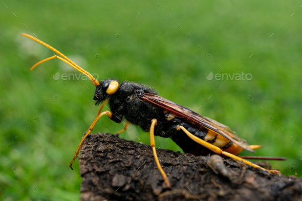 Closeup image of Urocerus Gigas insect with yellow legs standing on the ...