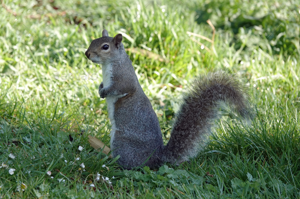 Adorable grey squirrel standing on the lawn in sunlight Stock Photo by ...
