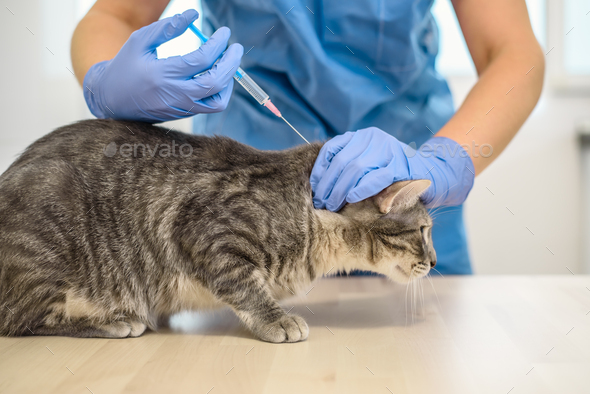 Female veterinarian doctor is giving an injection to a cat Stock Photo ...