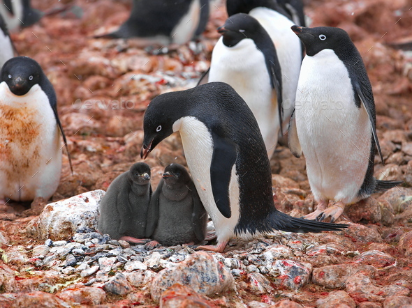 Parent caring penguin feeding her children with many others watching ...