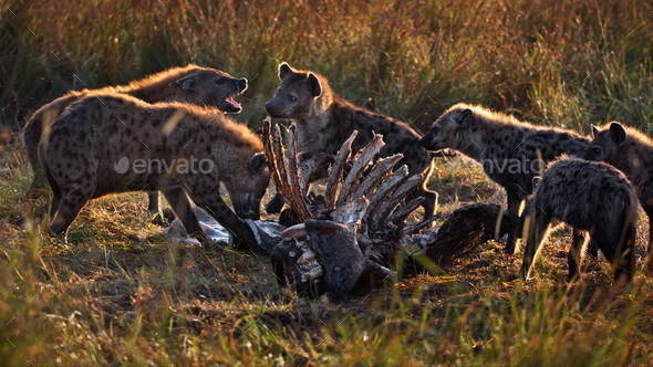 Group of hyenas preying on a hyena carcass in Masai Mara, Kenya Stock ...