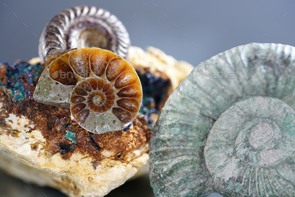 Closeup shot of ammonite displayed in a museum Stock Photo by wirestock