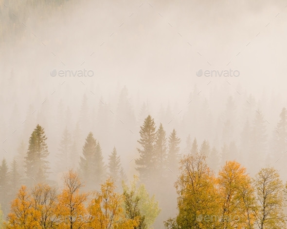 Landscape of trees with colorful leaves in a forest covered in fog - a ...