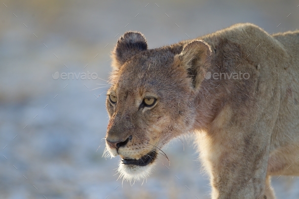 Selective focus shot of a magnificent wild lioness in the desert Stock ...