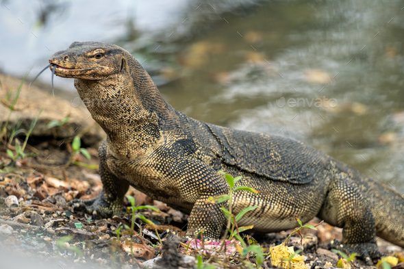 Monitor lizard (Varanus) on the hunt Stock Photo by irfanmnur | PhotoDune