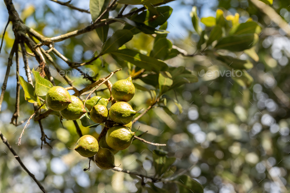 Macadamia nuts ready for harvesting Stock Photo by freedomnaruk | PhotoDune
