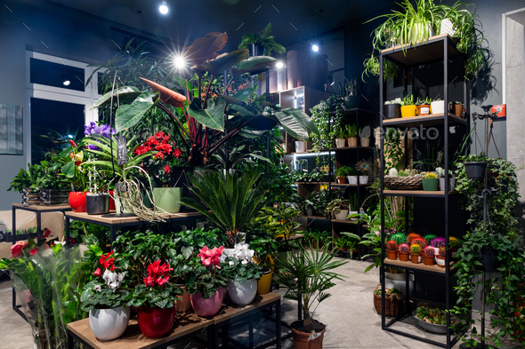 flower shop interior with shelves of potted plants Stock Photo by ...