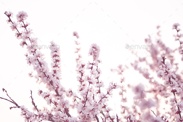 Branches of flowering fruit trees. Spring bloom in the garden Stock ...