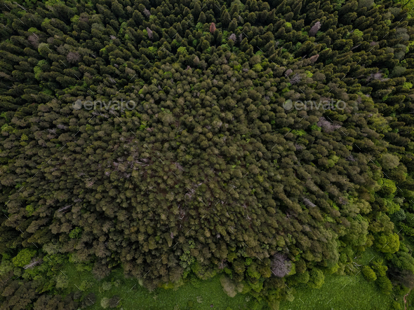 Top down view of green forest, woodland aerial shot. Drone fly over ...