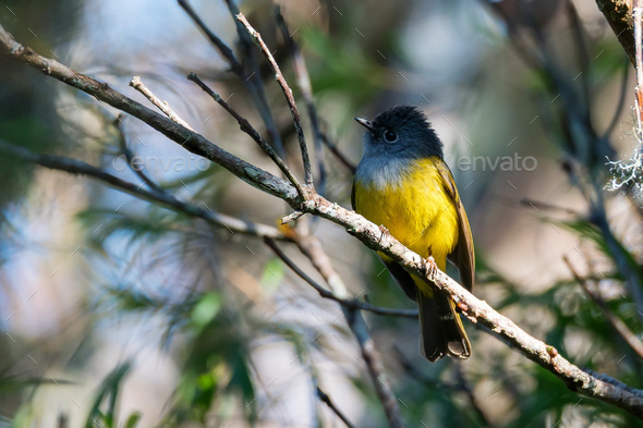 Close up of grey-headed canary flycatcher or Culicicapa ceylonensis ...