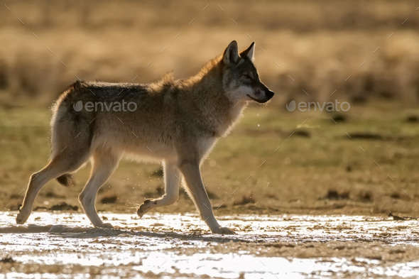 Eurasian wolf or Canis lupus lupus walks in steppe Stock Photo by Yakov ...
