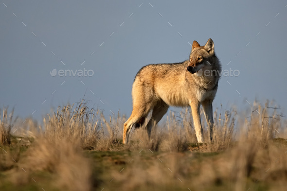 Eurasian wolf or Canis lupus lupus walks in steppe Stock Photo by Yakov ...