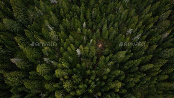 Aerial top view of green pine trees in a forest on a mountain Stock ...