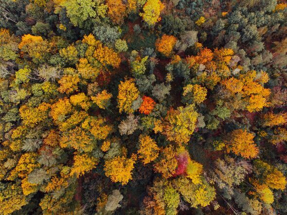 Aerial Drone Photo Looking Down on an Autumn Forest with Multi Colored ...