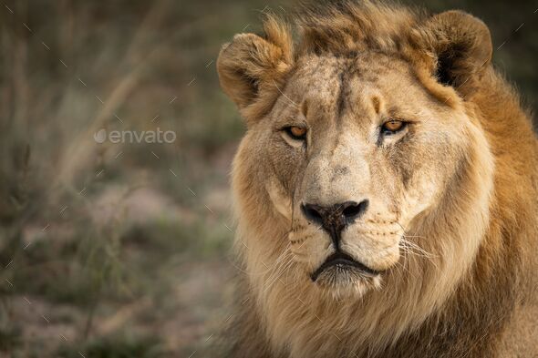 Majestic male African lion king of the jungle - Mighty wild animal of ...