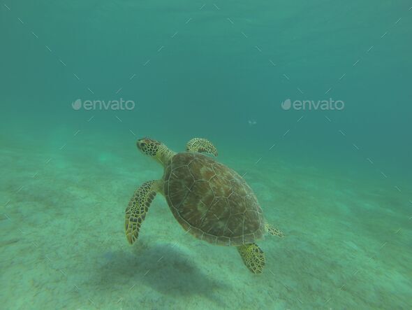 High-angle underwater view of a Loggerhead sea turtle swimming Stock ...