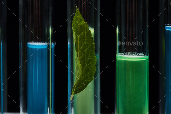 close up view of glass test tubes with leaf and liquid isolated on ...