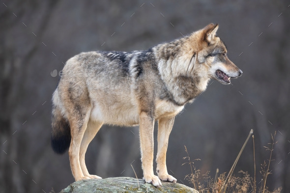 Portrait of a large male grey wolf standing on a rock in the forest ...