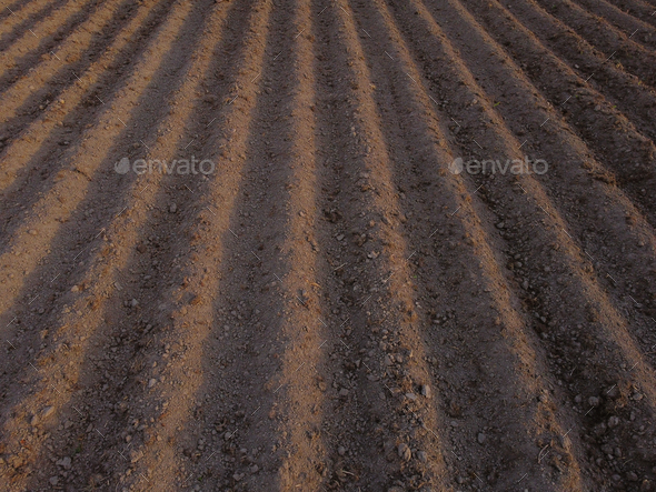 Long flat top rows, furrows, mounds, for newly planted potatoes in a ...
