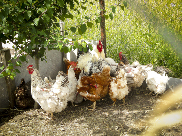 Chickens and rooster feed in rural barnyard. Chickens in eco-farm ...