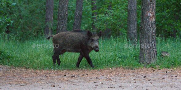 Wild bore walking and searching for food Stock Photo by wirestock ...