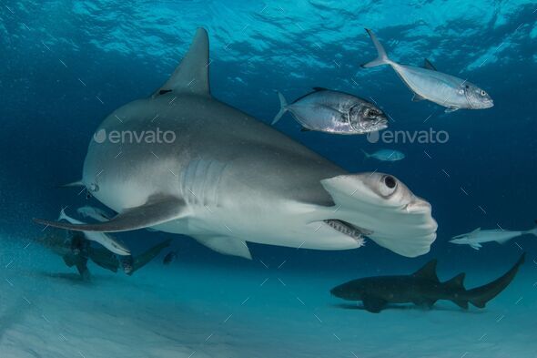 Hummer head shark swimming and searching for food underwater Stock ...