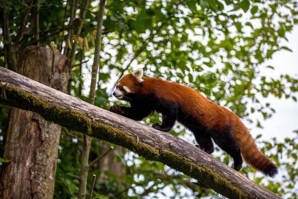 Red panda (Ailurus fulgens) walking on a branch Stock Photo by wirestock