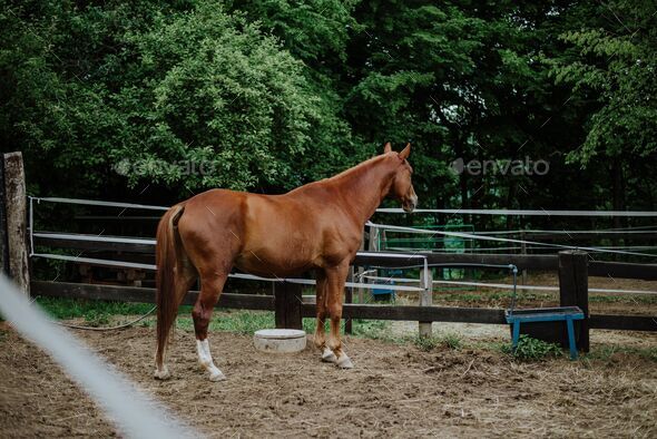 Beautiful brown horse in the paddock Stock Photo by wirestock | PhotoDune