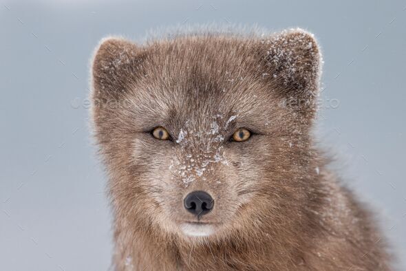 Brown Arctic Fox