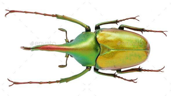 Beetle specimen on white background. Stock Photo by wirestock | PhotoDune