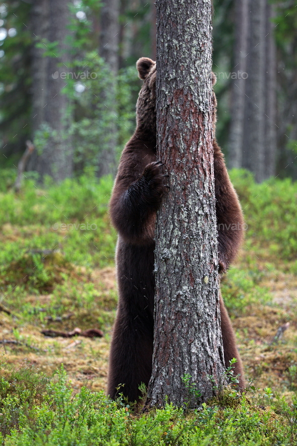 Vertical shot of a grizzly bear behind a tree in a forest in Finland ...