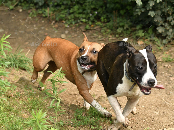 Photo of two happy dogs in a nature Stock Photo by wirestock | PhotoDune